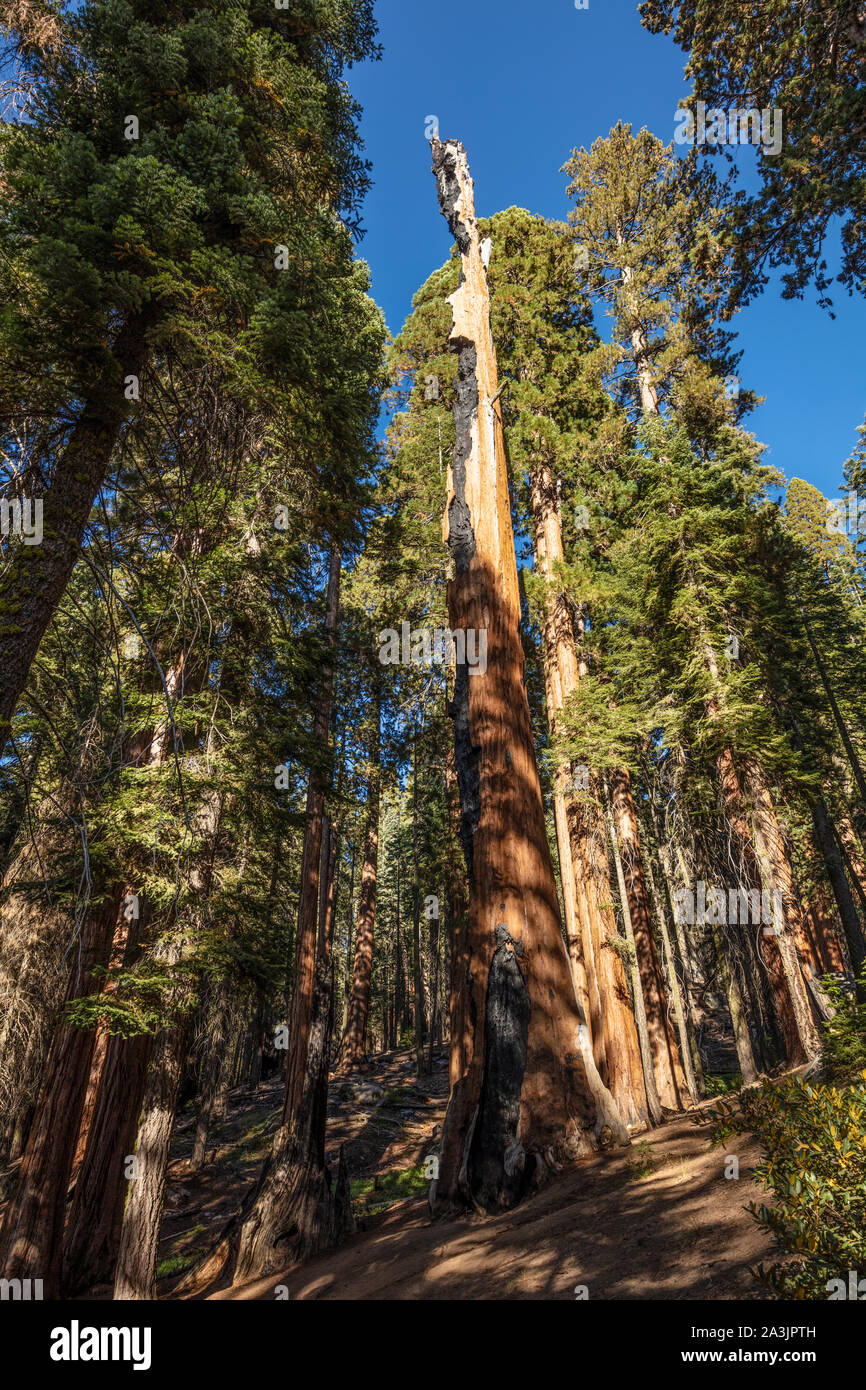 A view of a burnt Sequoia Tree trunk along Congress Trail in Sequoia ...