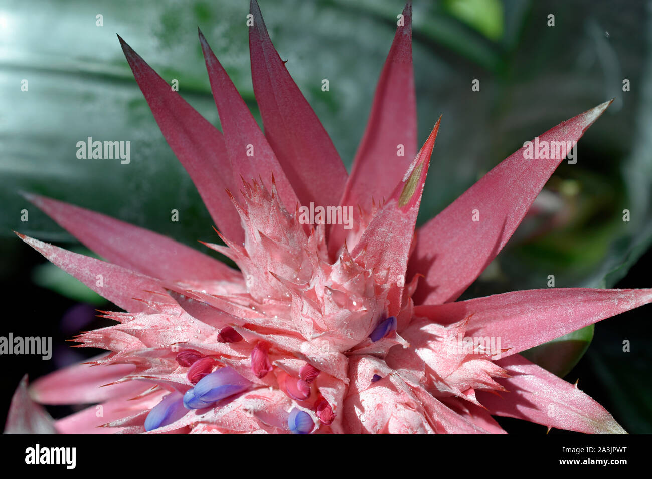 Pink Bromeliad after a short New Mexico rain at the Botanical Gardens ...