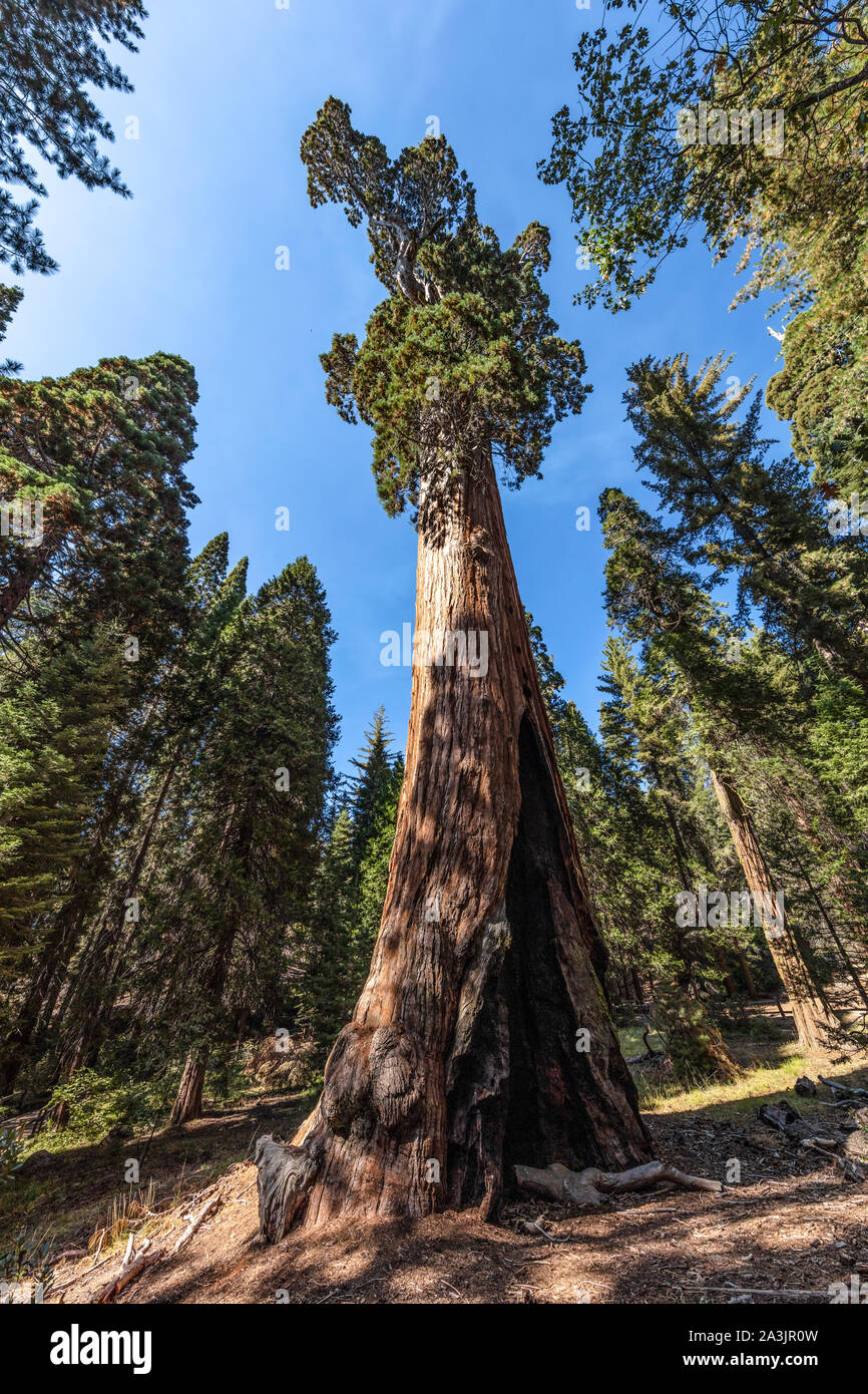 A view of a giant sequoia tree in Kings Canyon National Park Stock ...