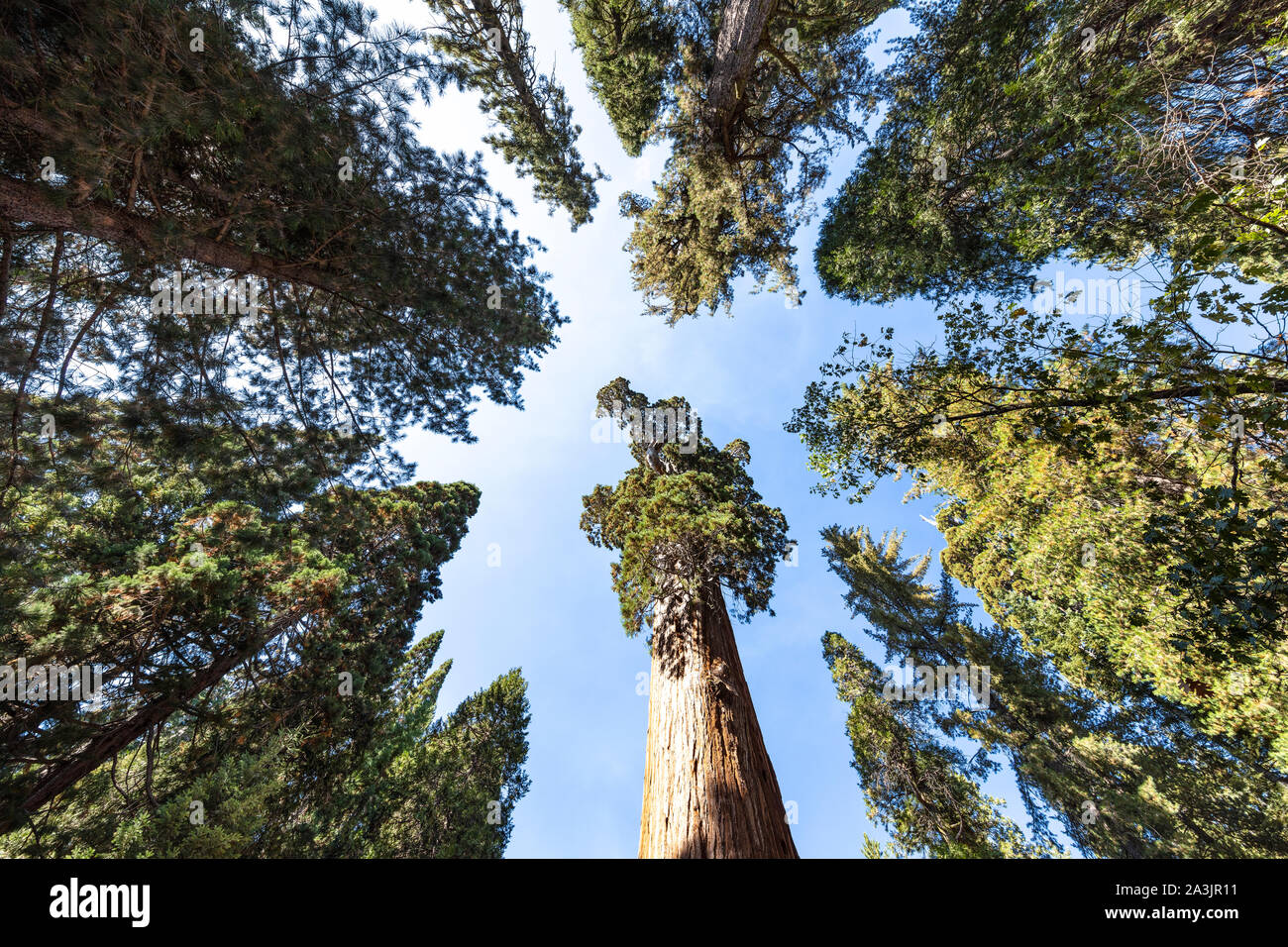 Low angle view of a giant sequoia tree in Kings Canyon National Park ...