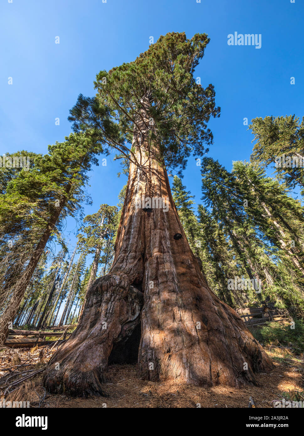 A view of a giant sequoia tree in Kings Canyon National Park Stock ...