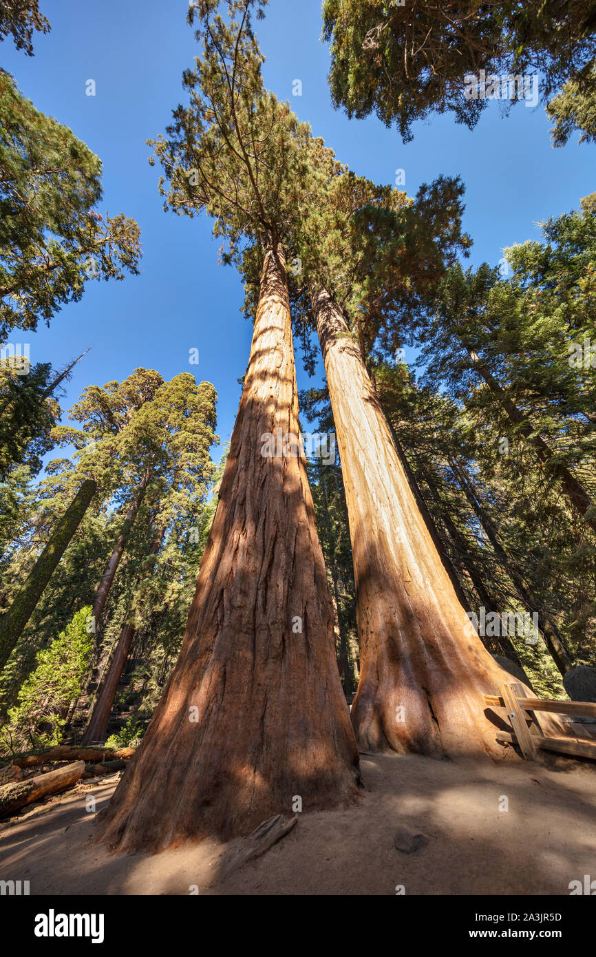 A view of Twin Sequoia Trees along Congress Trail in Sequoia National ...