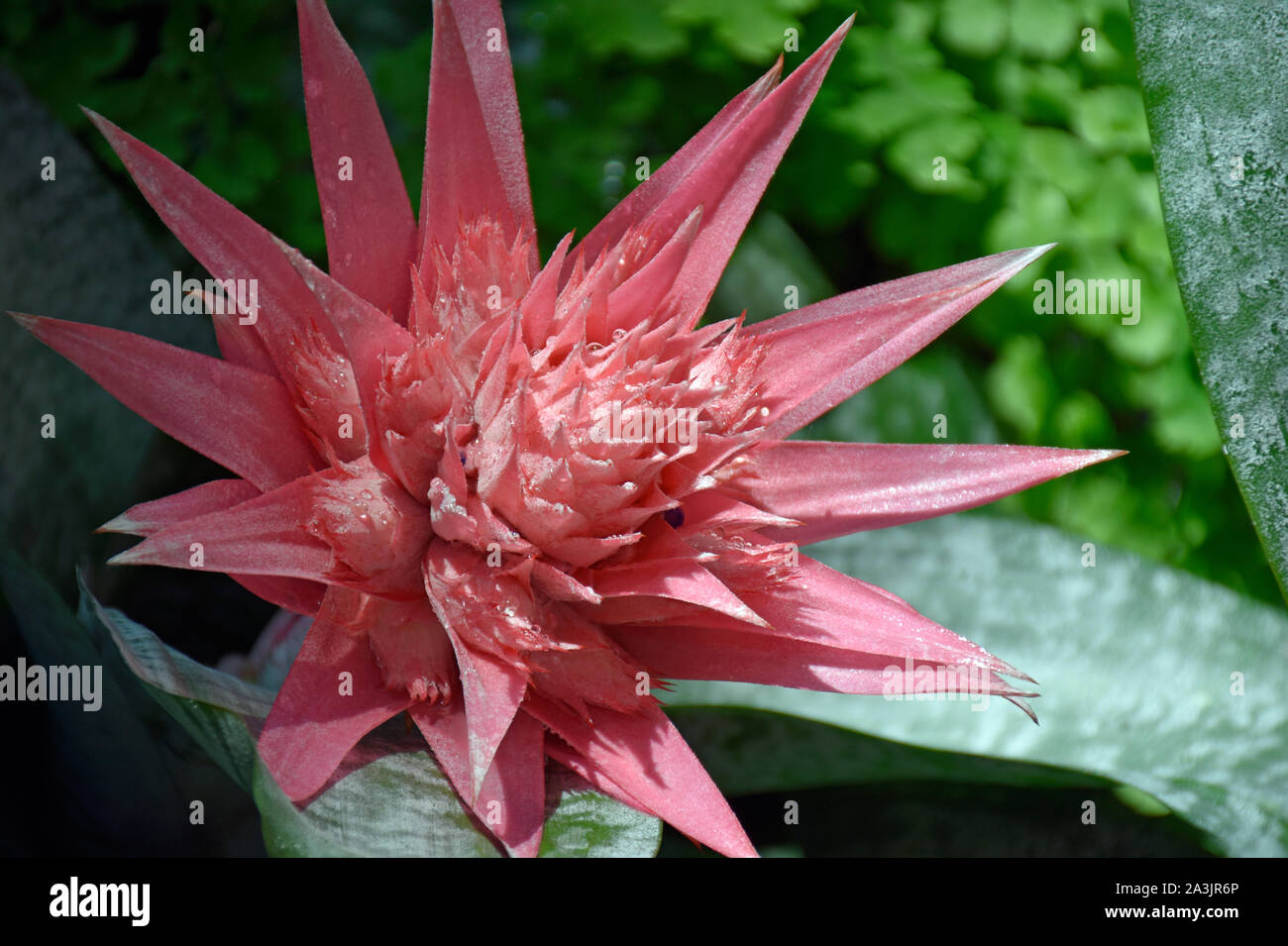 Pink Bromeliad after a short New Mexico rain at the Botanical Gardens ...