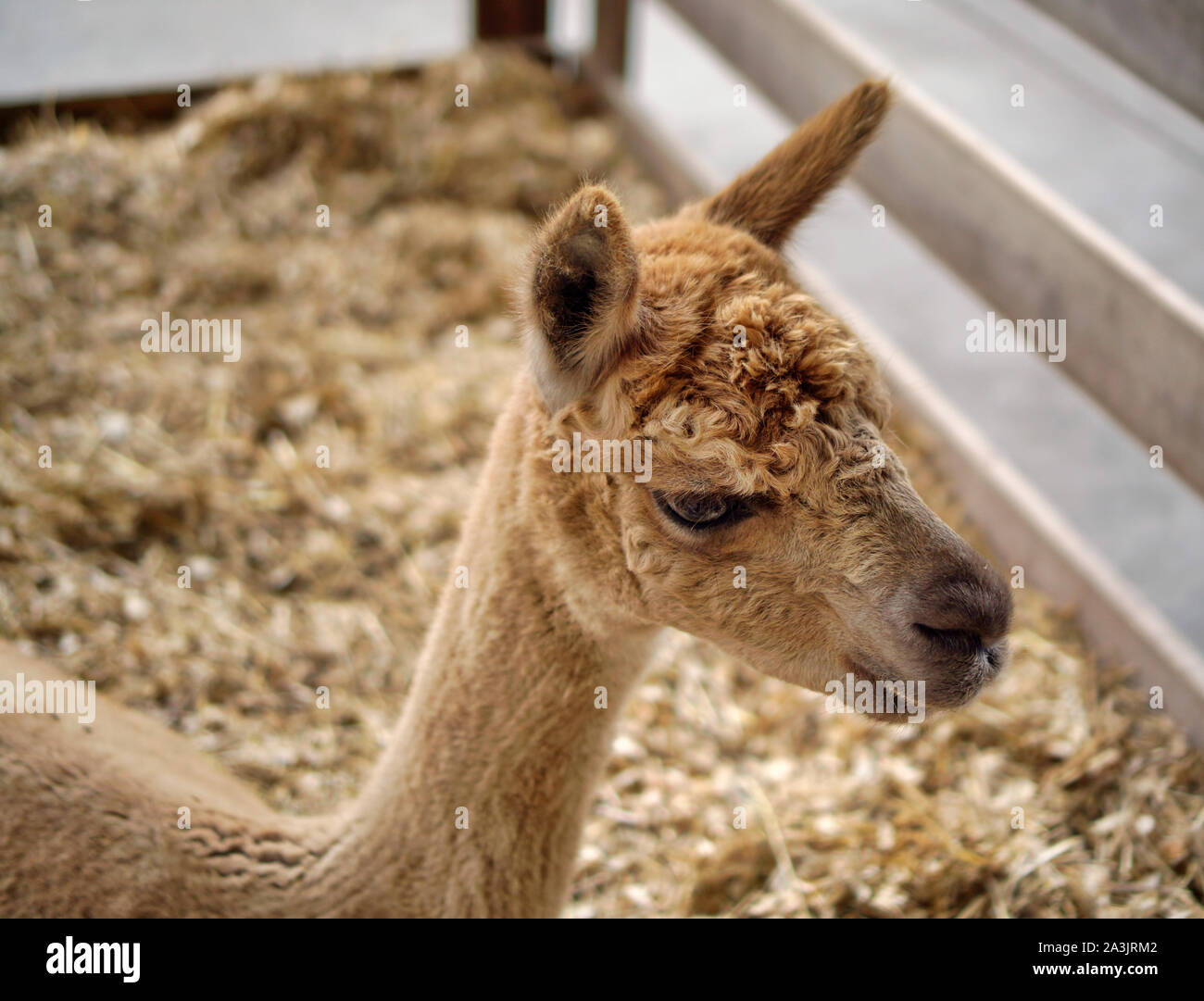 Baby llama hi-res stock photography and images - Alamy