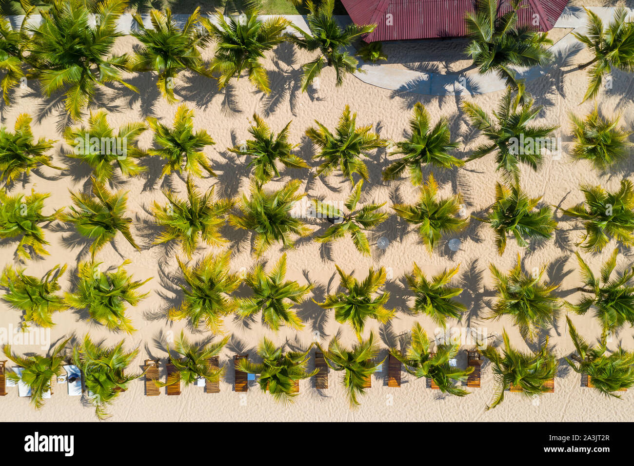 Above view of planted palm tree rows on beach sand Stock Photo - Alamy