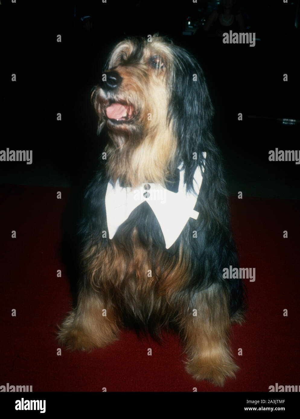 Los Angeles, California, USA 28th January 1995 Buck the Dog attends ...
