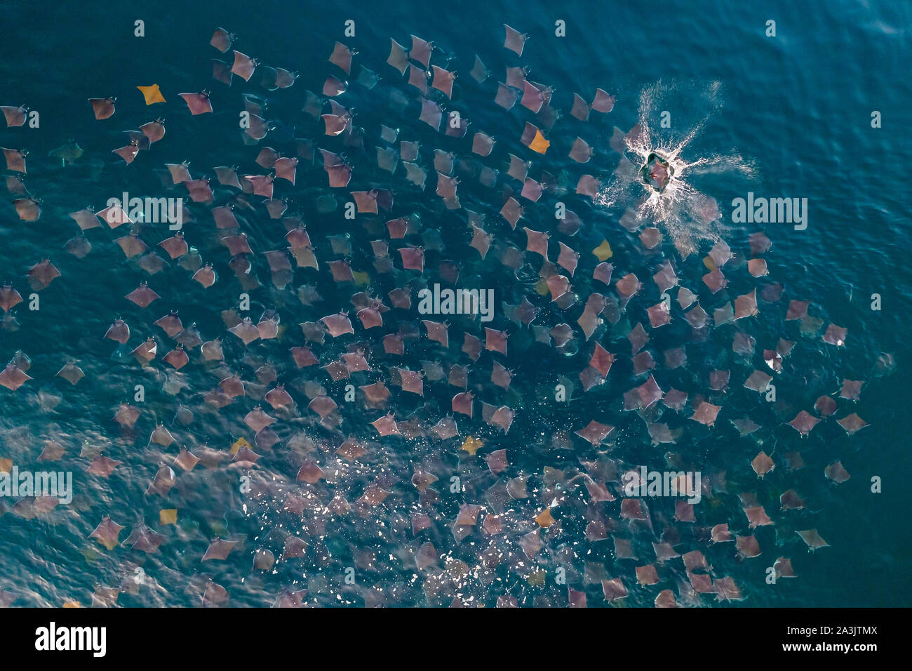 Cownose rays migration hi-res stock photography and images - Alamy