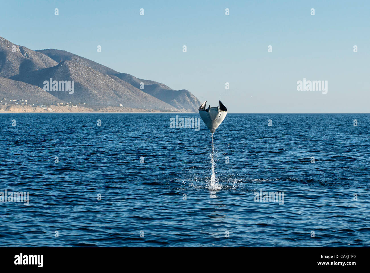 Mobula rays, mobula munkiana, breaching in the early morning, Sea of ...