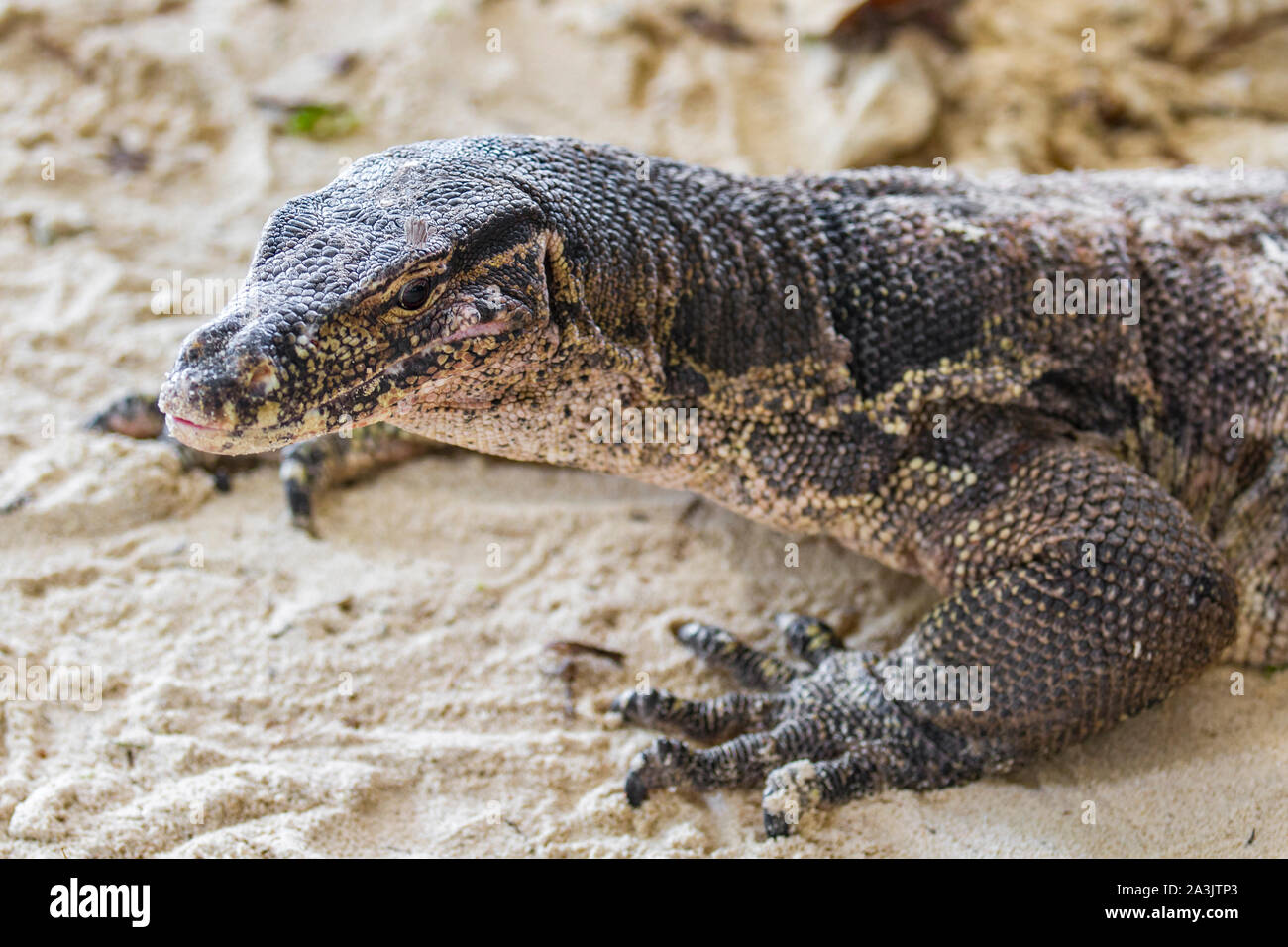 Biawak hi-res stock photography and images - Alamy