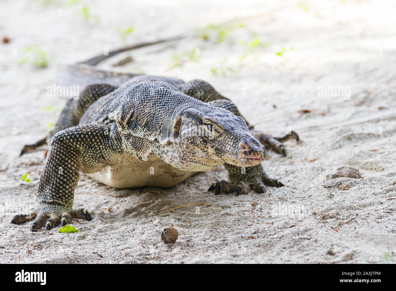 Biawak hi-res stock photography and images - Alamy