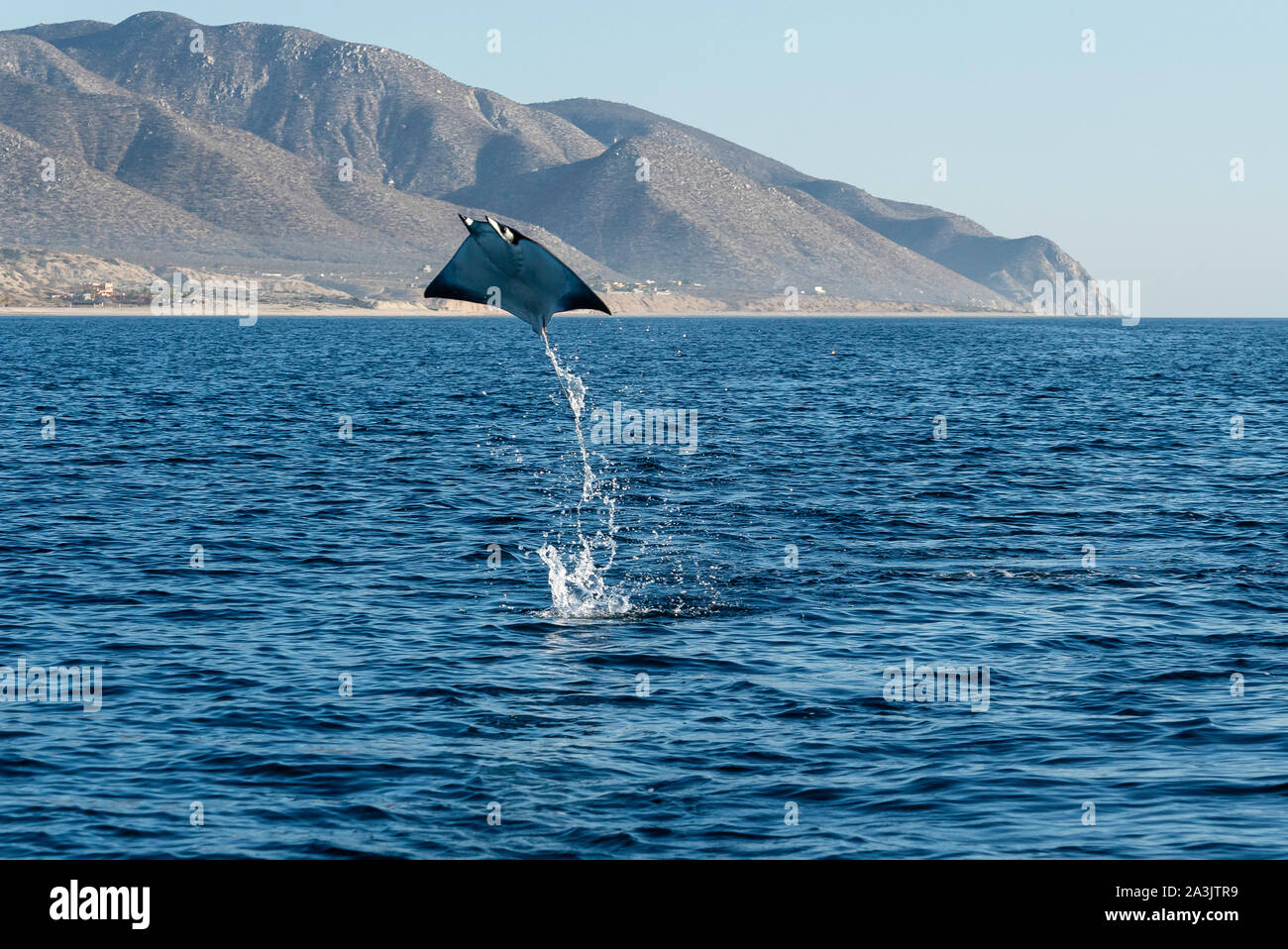Mobula ray jumping hi-res stock photography and images - Alamy