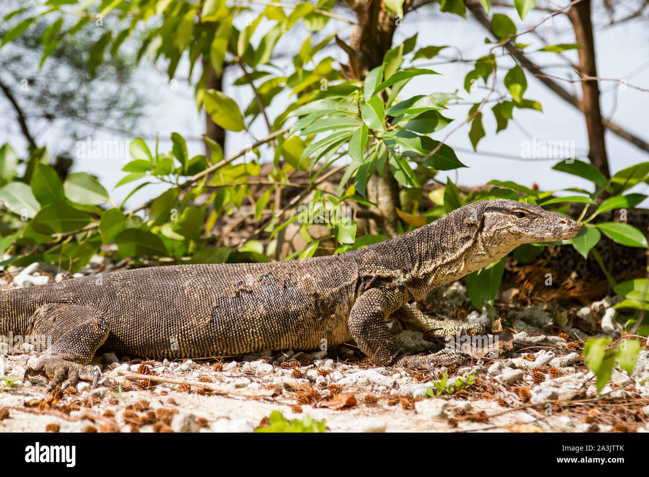 Biawak hi-res stock photography and images - Alamy
