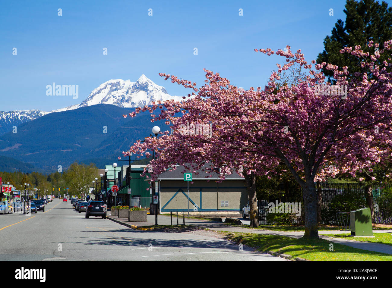 Downtown Squamish, BC in Spring with cherry tree blooming and Mt ...