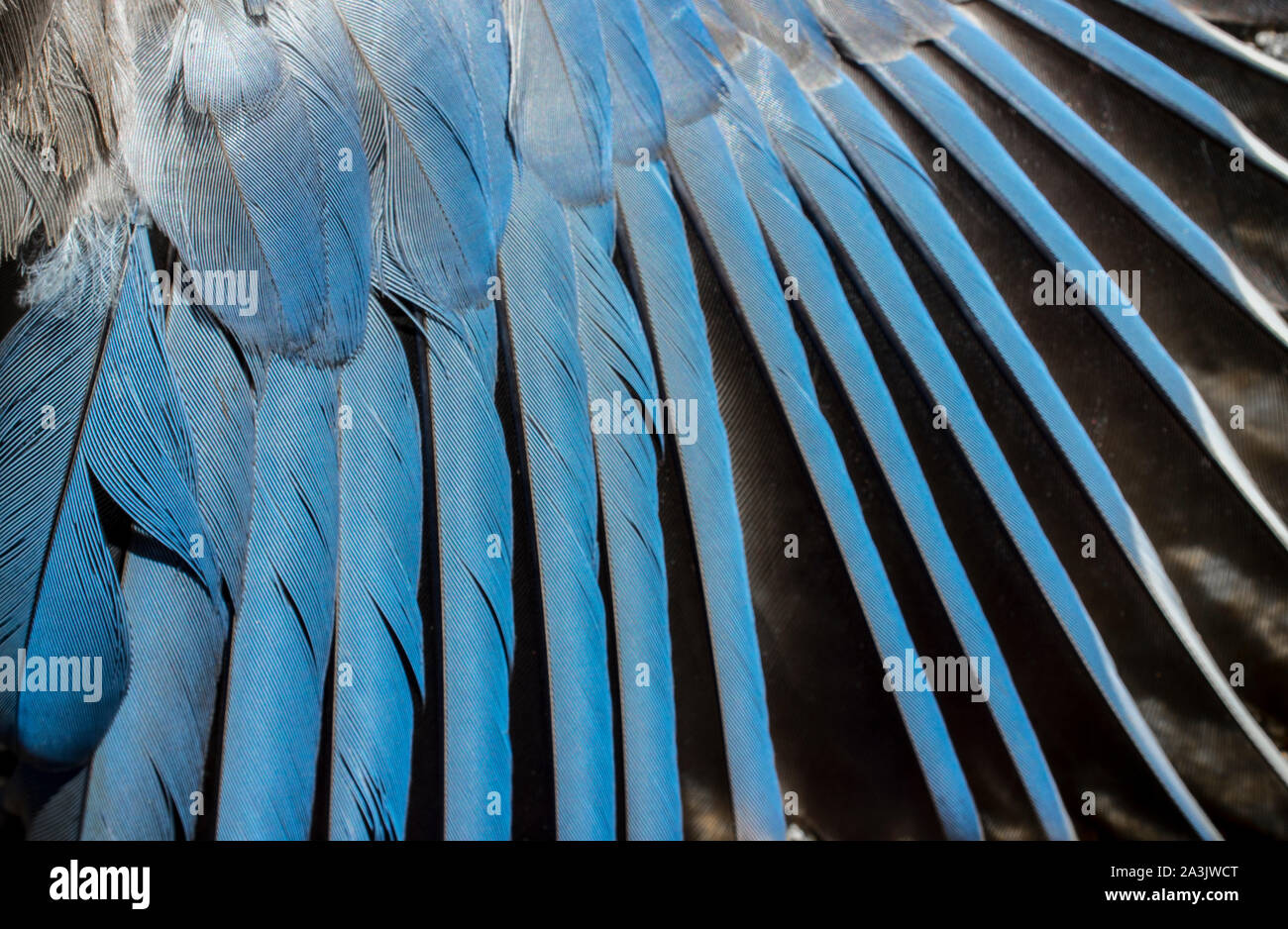 Iberian magpie azure blue wing. Background Stock Photo - Alamy