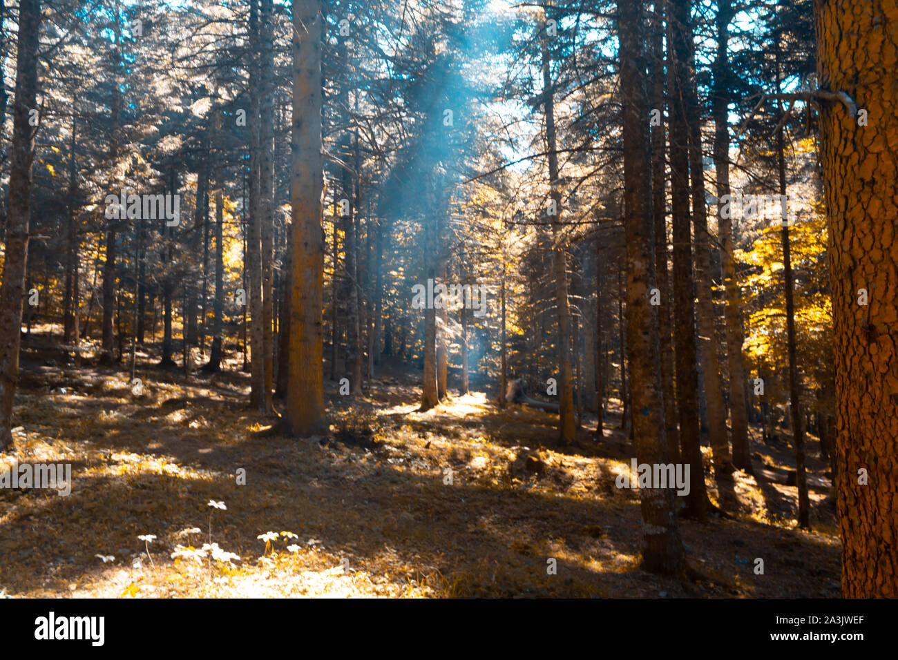 Forest scene at autumn Stock Photo - Alamy