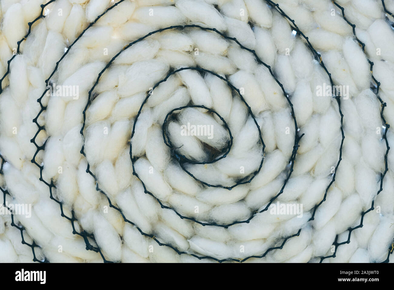 Close up to natural white silkworm cocoon shell in black plastic weave ...