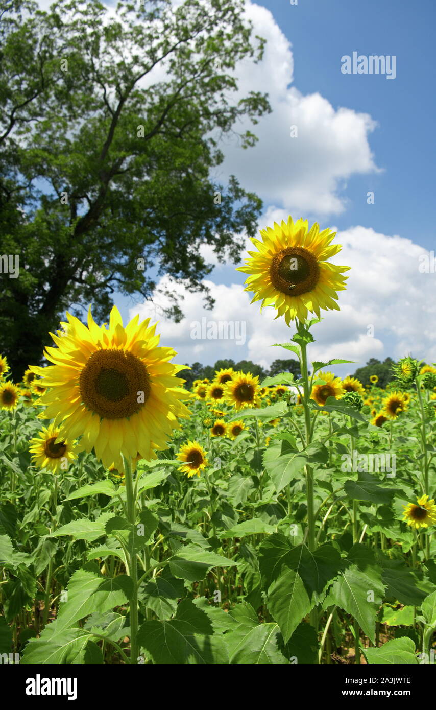 Georgia sunflowers hi-res stock photography and images - Alamy