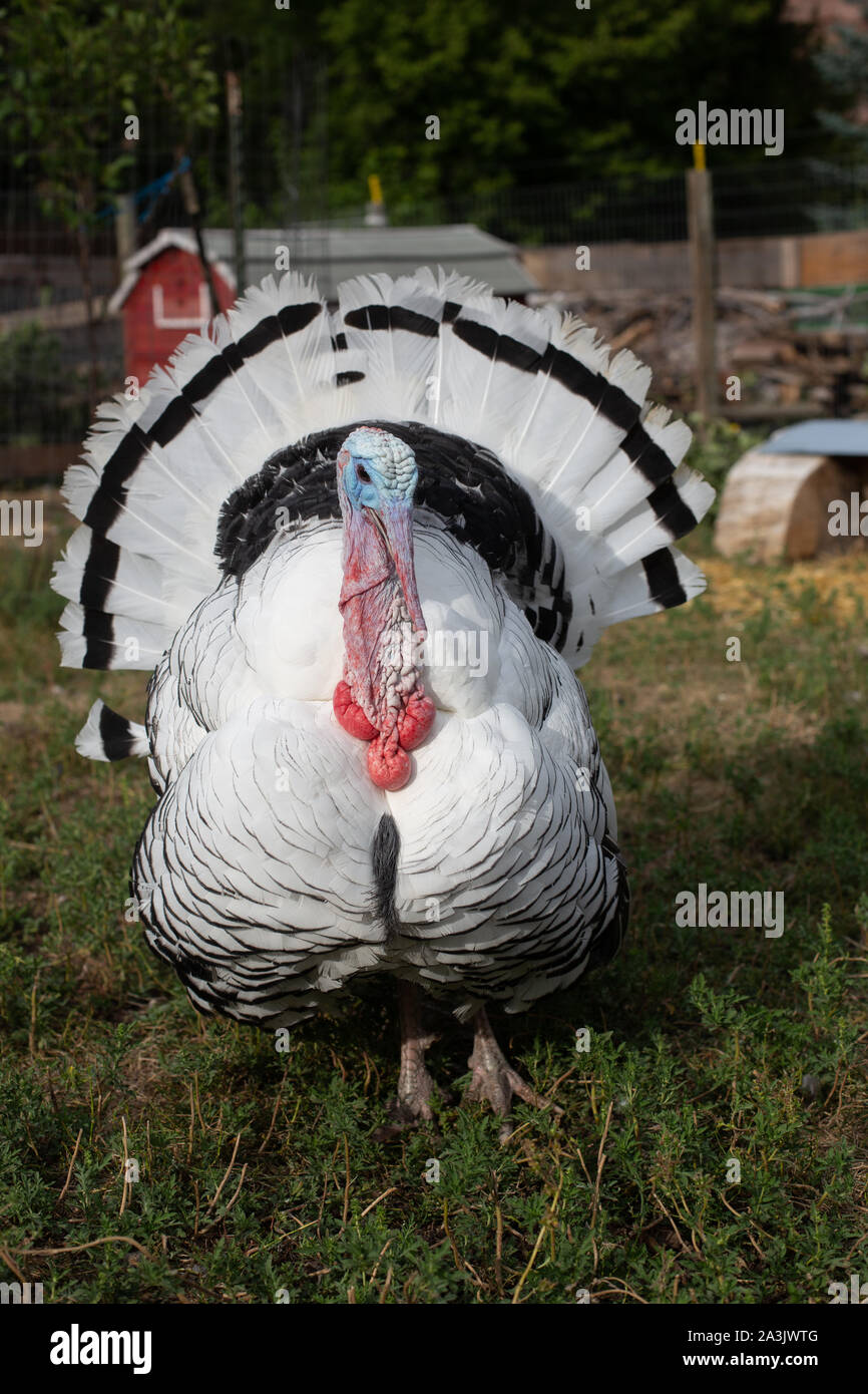 Straight on view of turkey tom with feathers spread out Stock Photo - Alamy