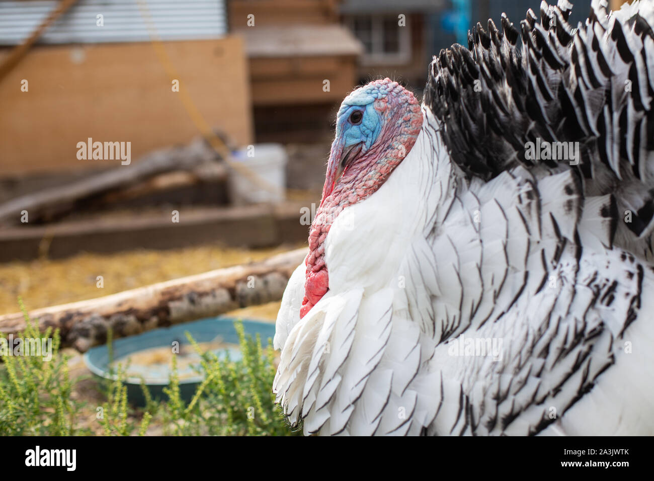 Side view of turkey tom in a pen Stock Photo - Alamy