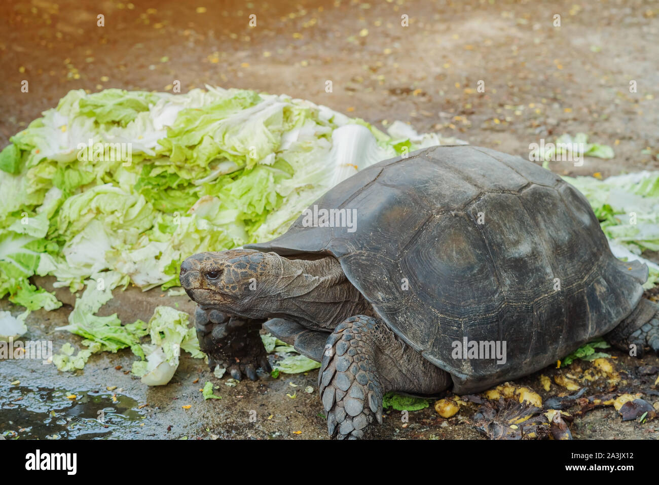 The turtle is resting after eating the Chinese cabbage Stock Photo - Alamy