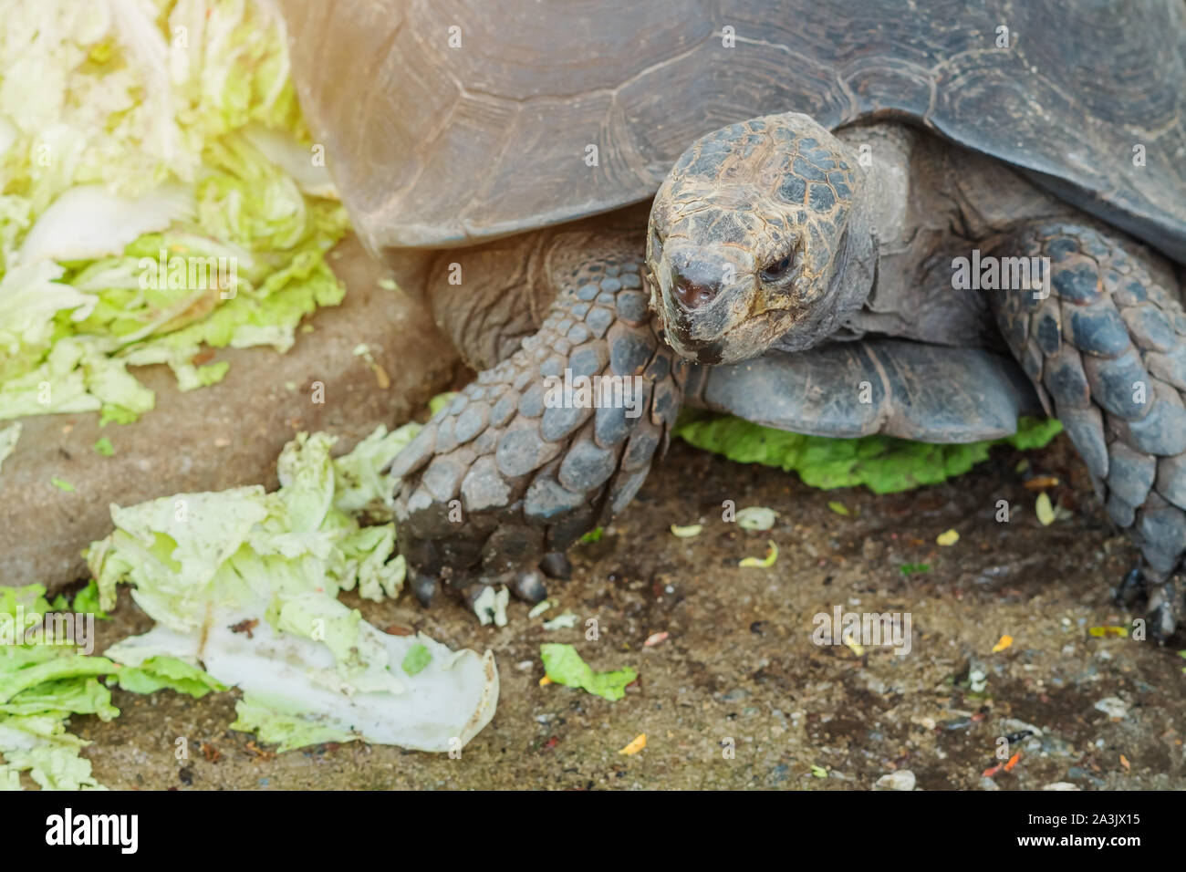 The turtle is resting after eating the Chinese cabbage Stock Photo - Alamy