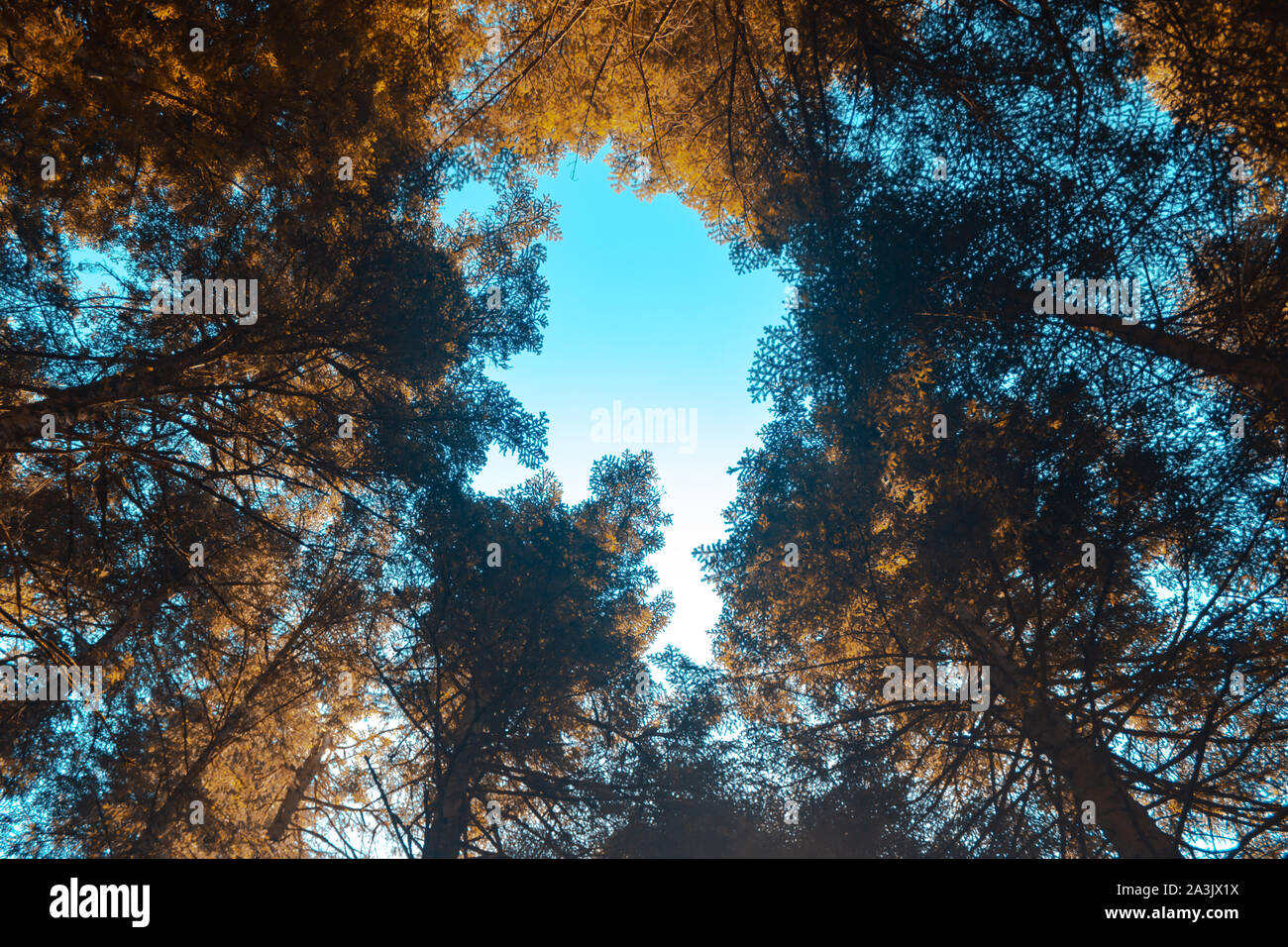 Autumn trees from below Stock Photo - Alamy