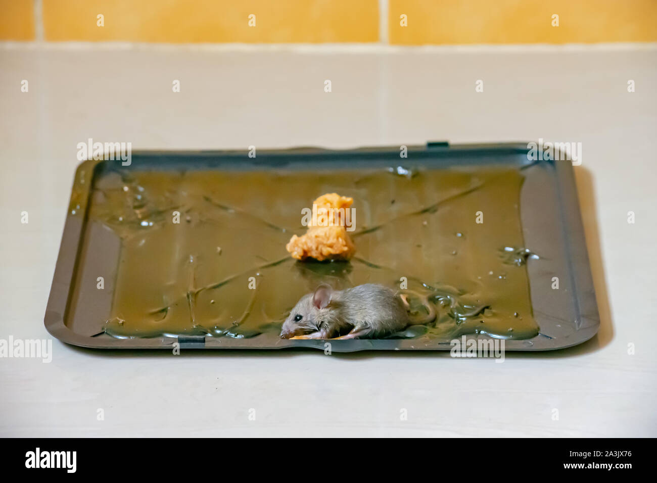 Black mouse trap hi-res stock photography and images - Alamy
