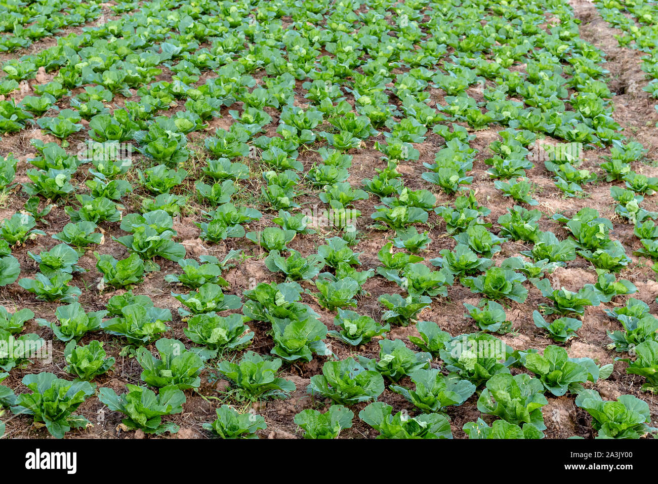 Cabbage grown on the farm land Stock Photo - Alamy