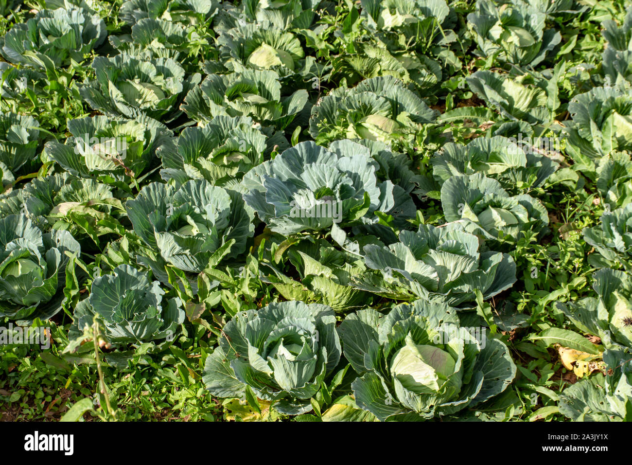 Cabbage grown on the farm land Stock Photo - Alamy