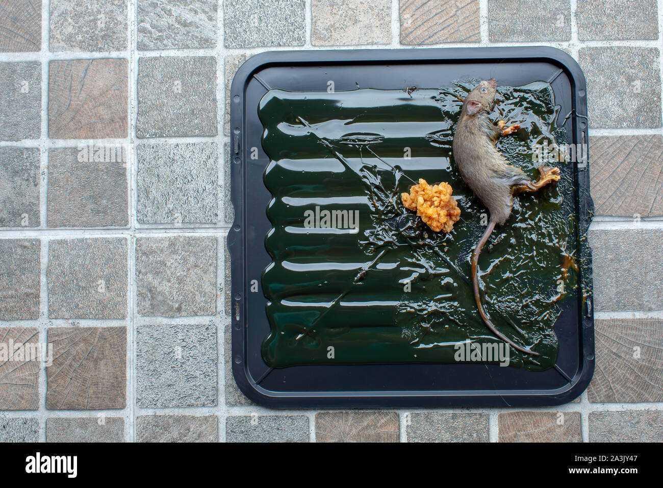 Trap tray hi-res stock photography and images - Alamy