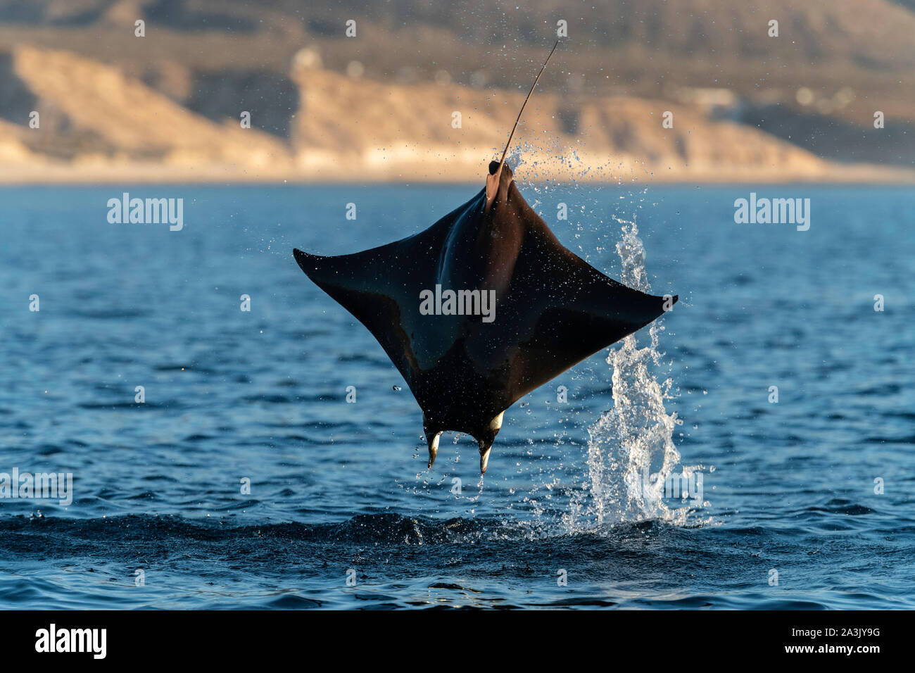 Mobula rays, mobula munkiana, breaching in the early morning, Sea of ...