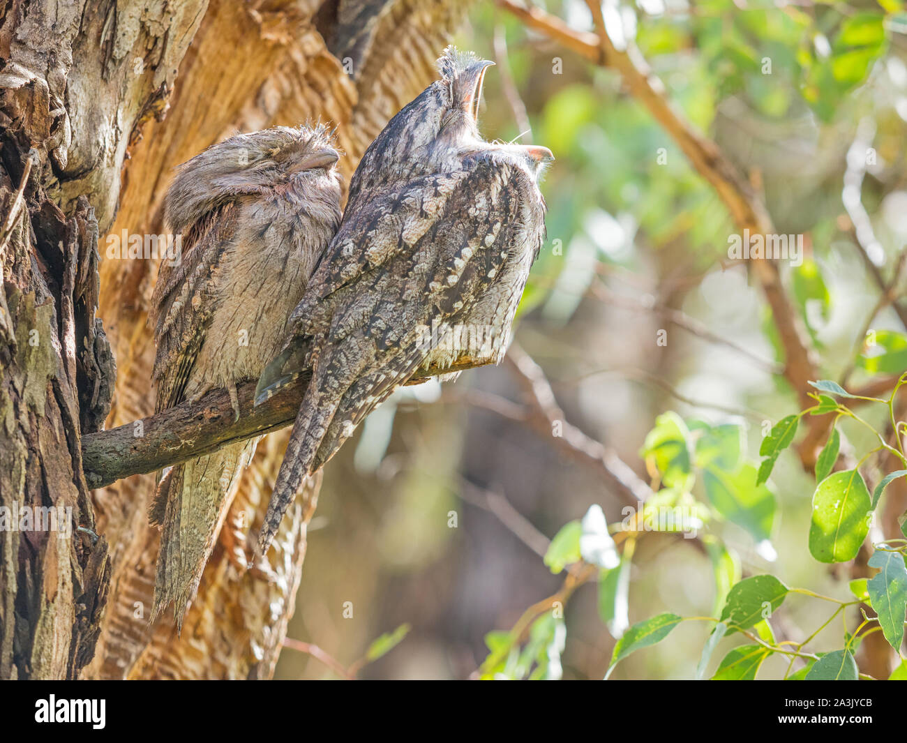 The Tawny Frogmouth (Podargus strigoides) is an Australian species of ...