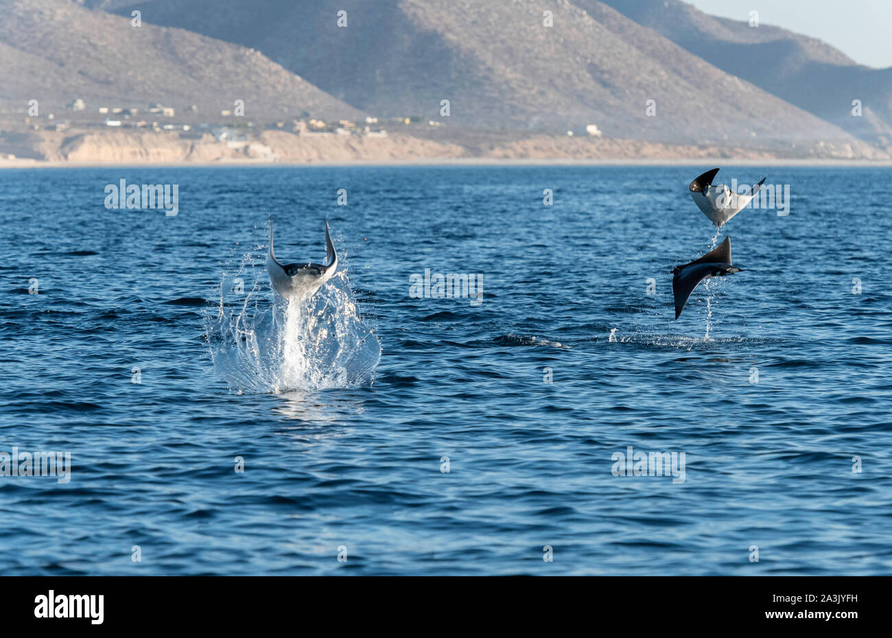 Mobula rays, mobula munkiana, breaching in the early morning, Sea of ...