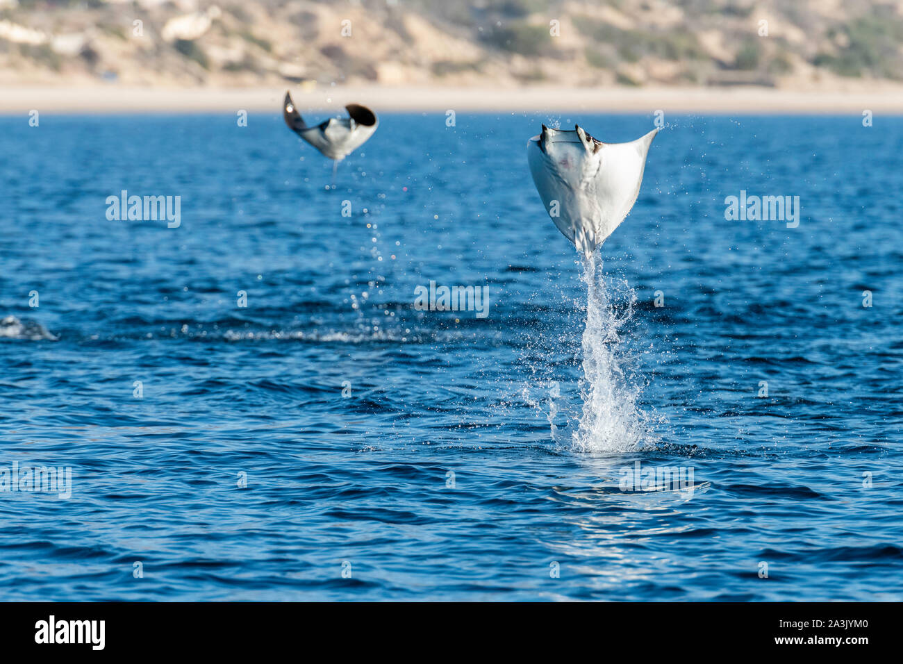 Mobula rays, mobula munkiana, breaching in the early morning, Sea of ...