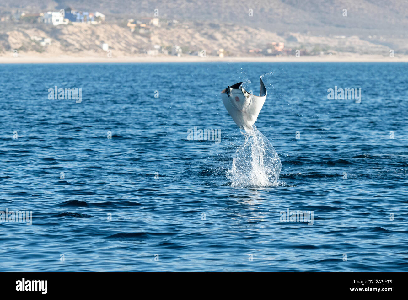 Mobula rays, mobula munkiana, breaching in the early morning, Sea of ...