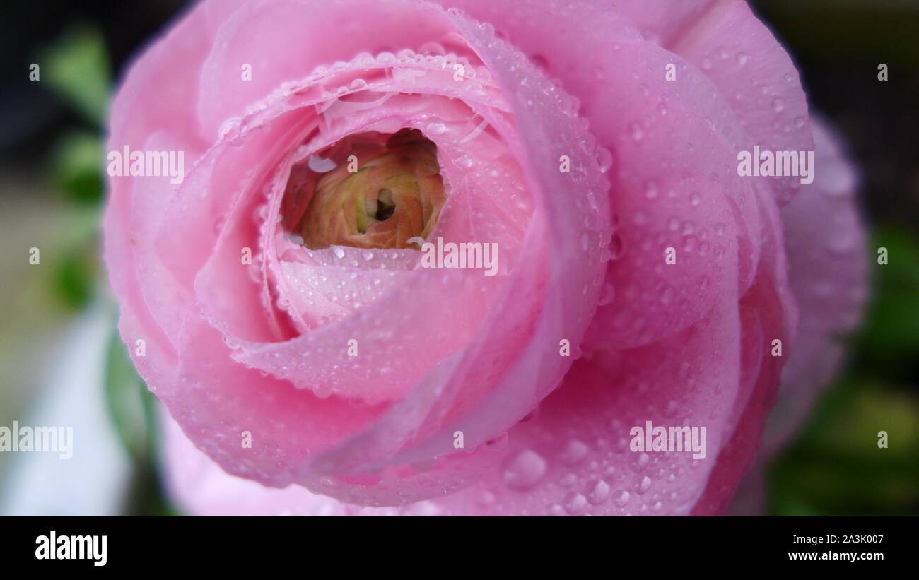 Coral petals hi-res stock photography and images - Alamy