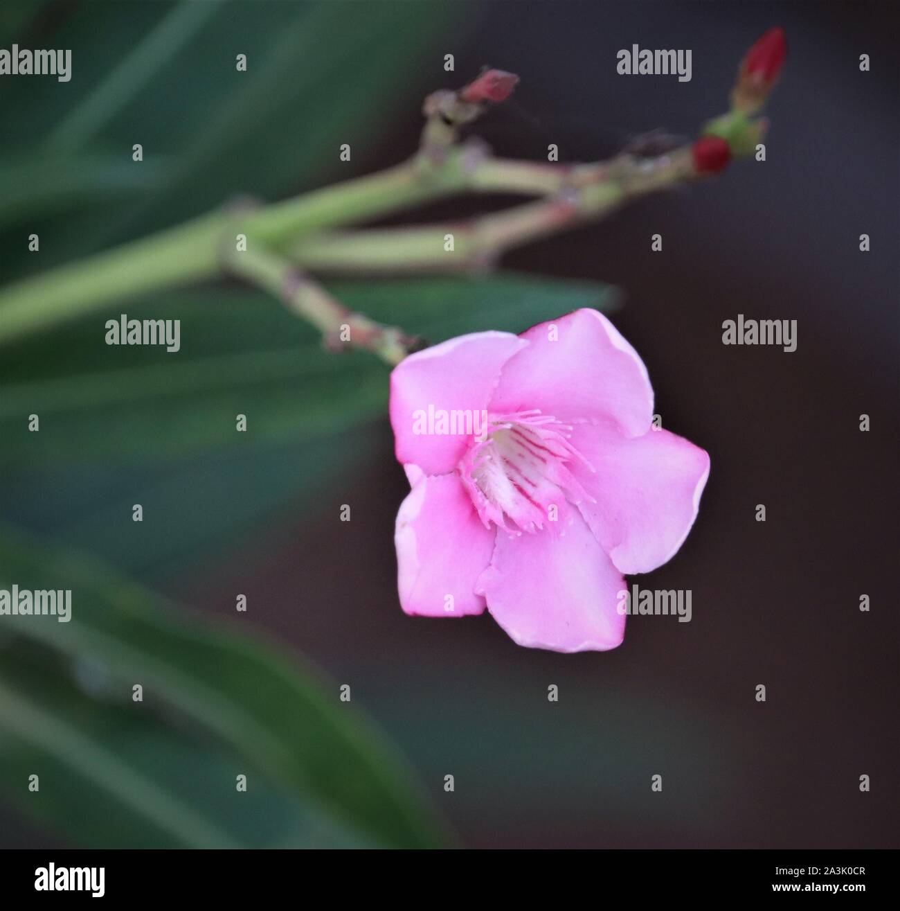 Flowers of the Brazilian flora. Exotic, wild, cerrado, gardens ...