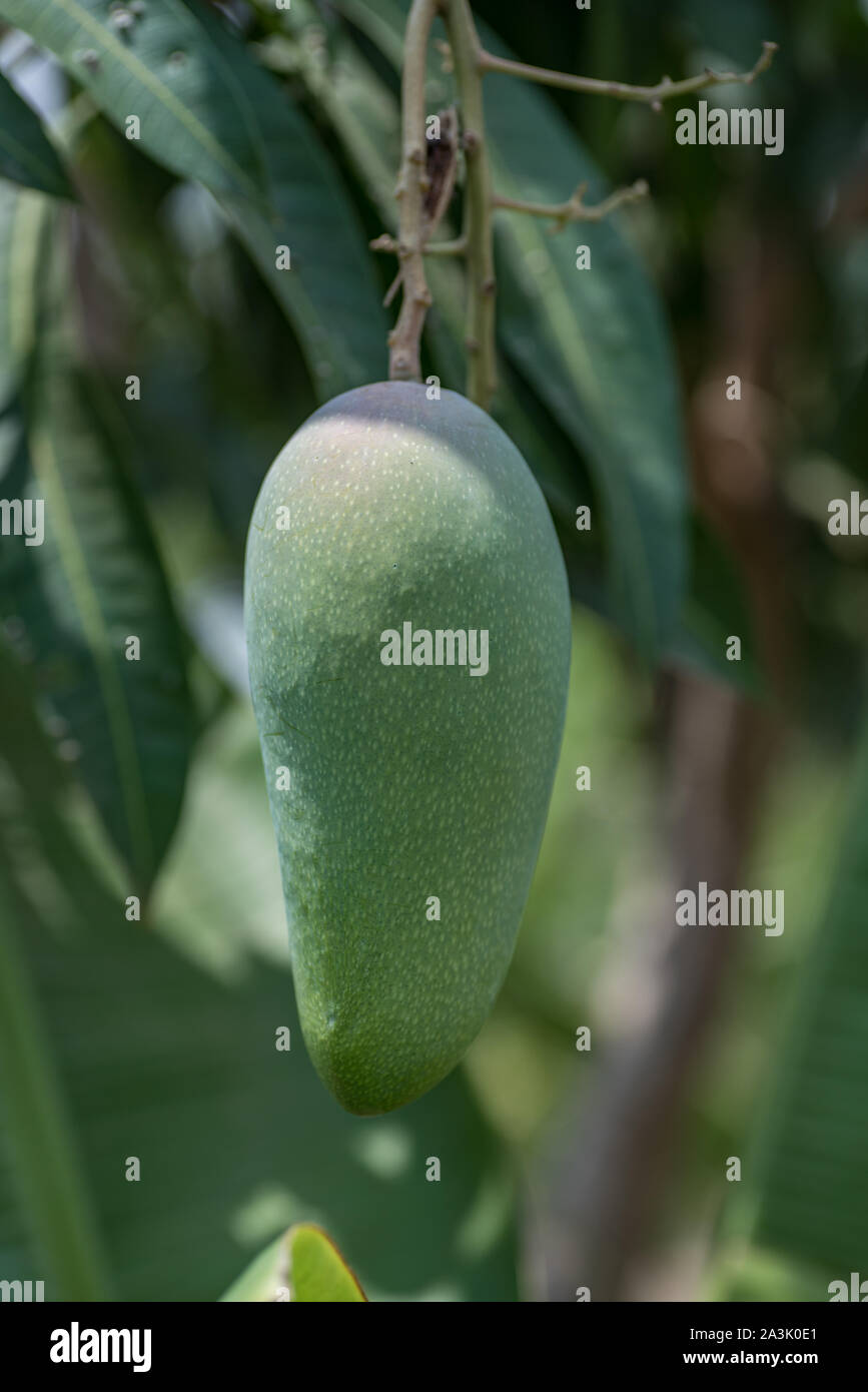 Long papaya hi-res stock photography and images - Alamy
