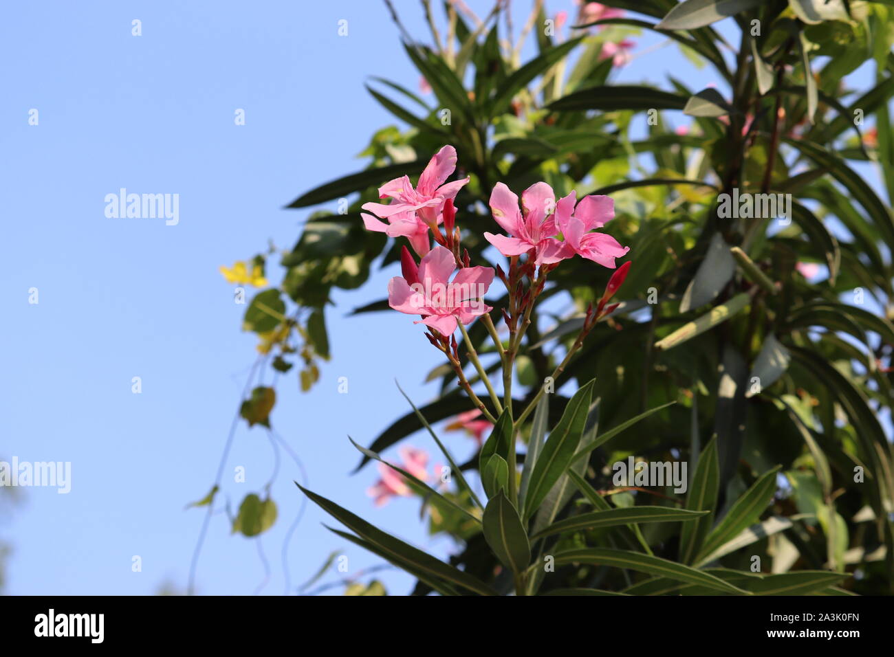 Flowers of the Brazilian flora. Exotic, wild, cerrado, gardens ...