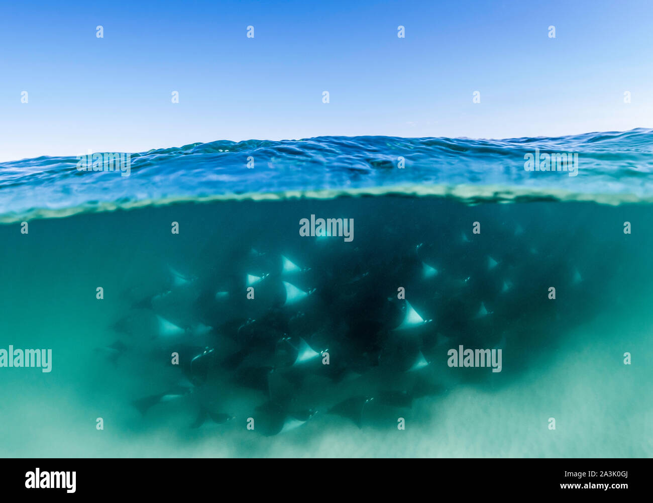 Flying mobula rays hi-res stock photography and images - Alamy