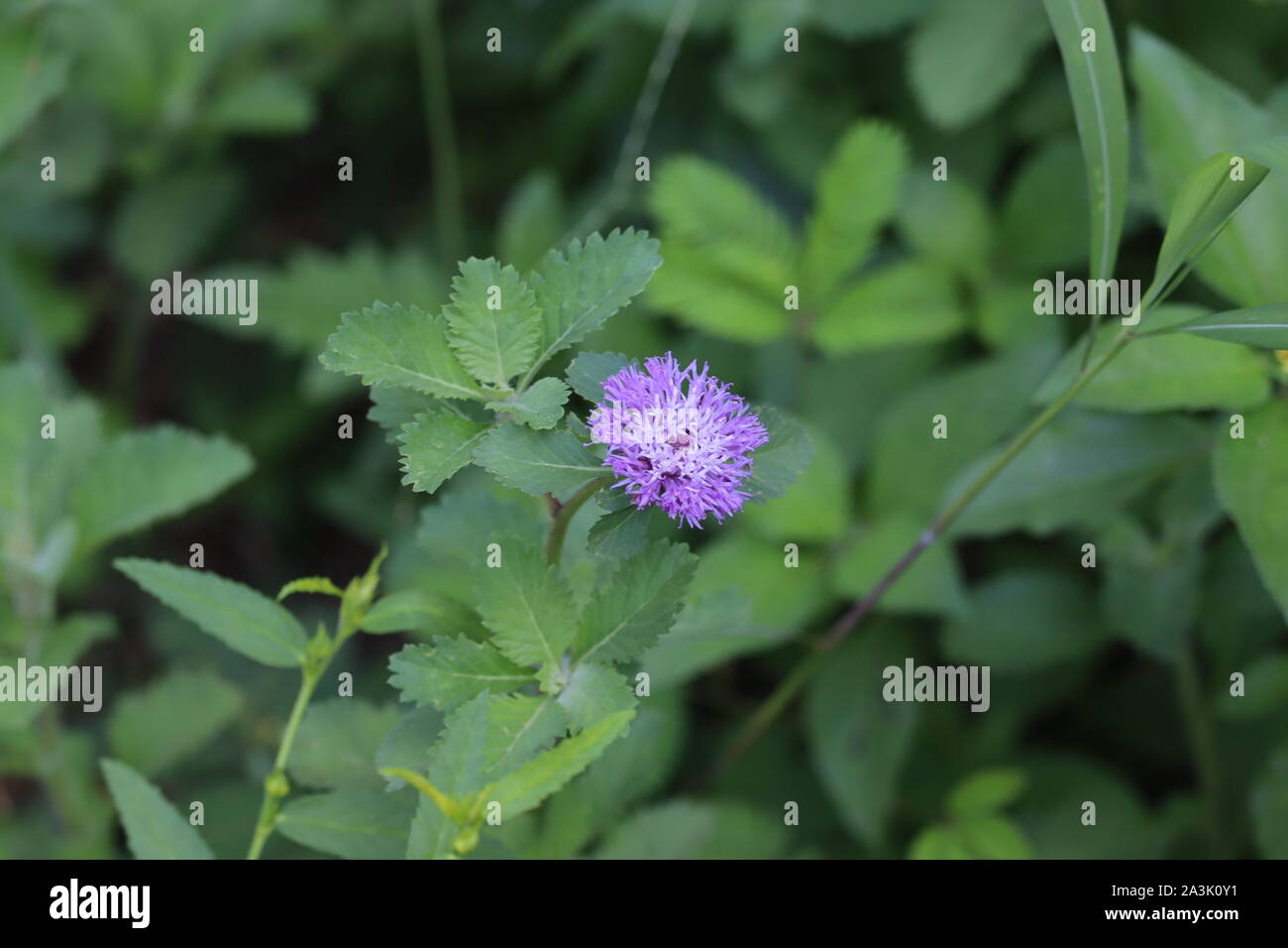 Hydrangea Aspera flowers growing in the garden Stock Photo - Alamy