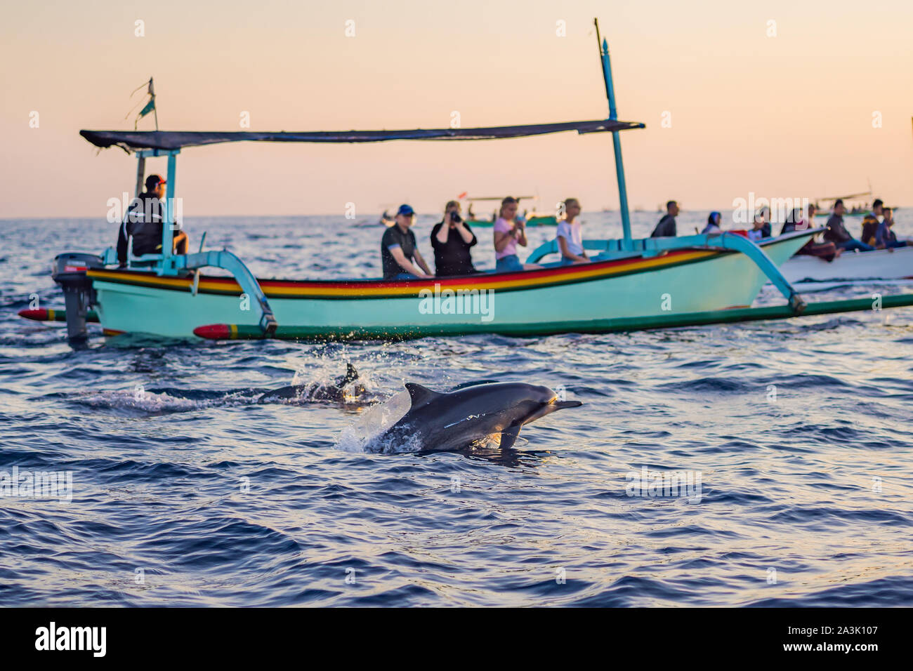 Dolphin with head out of water hi-res stock photography and images - Alamy