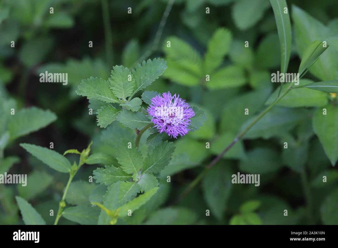 Hydrangea Aspera flowers growing in the garden Stock Photo - Alamy