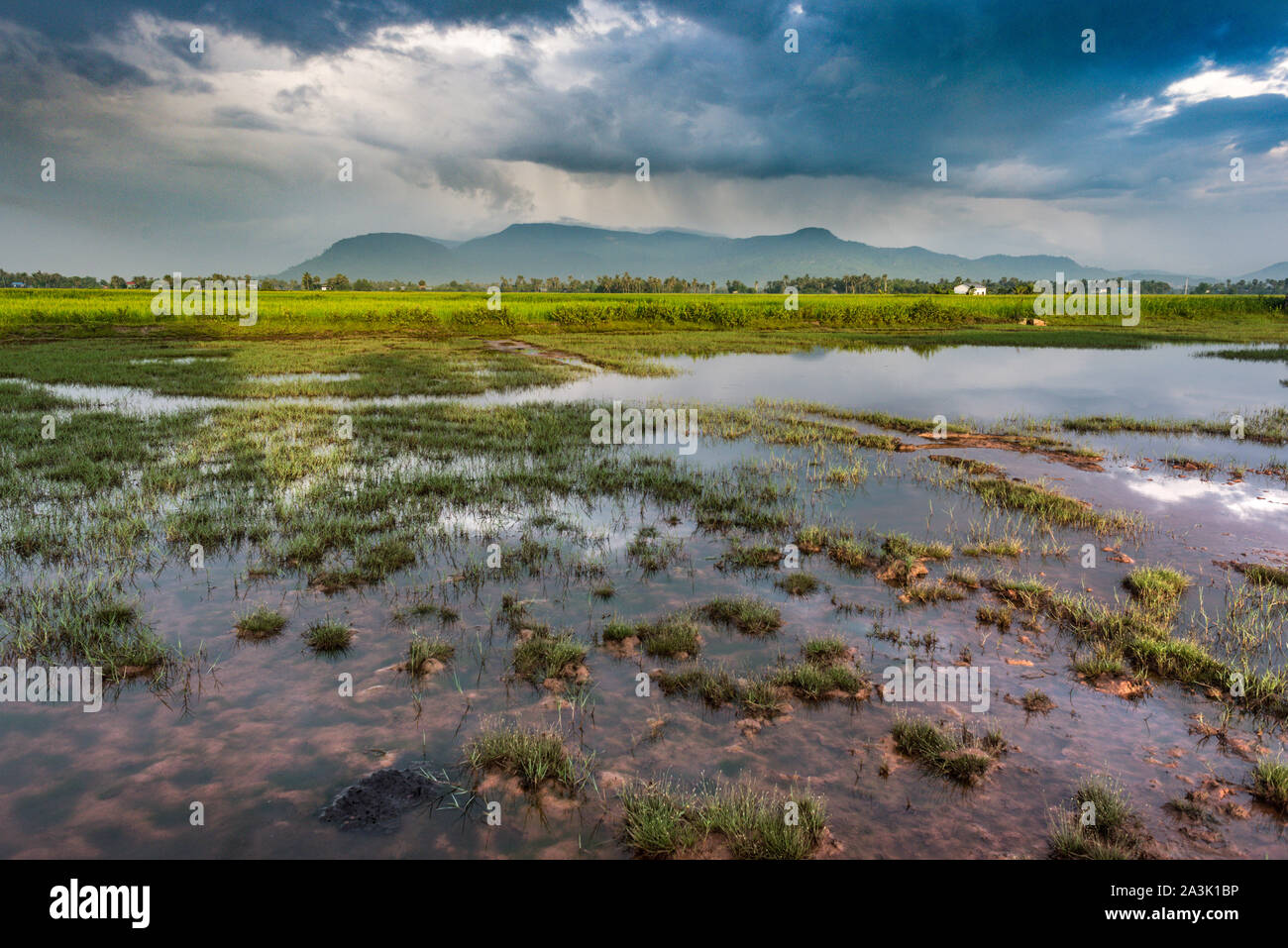 Rice marsh lake park hi-res stock photography and images - Alamy