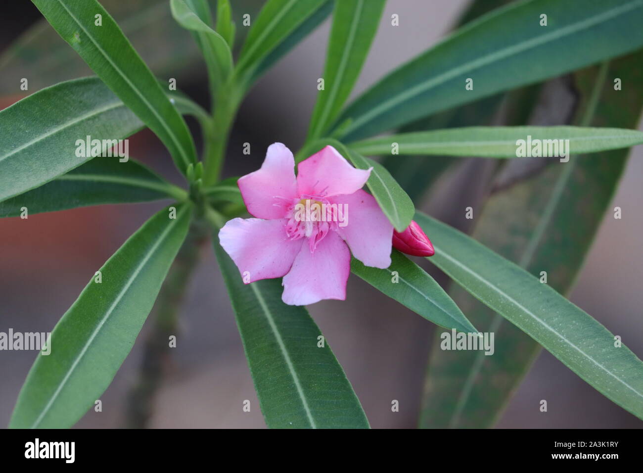 Flowers of the Brazilian flora. Exotic, wild, cerrado, gardens ...