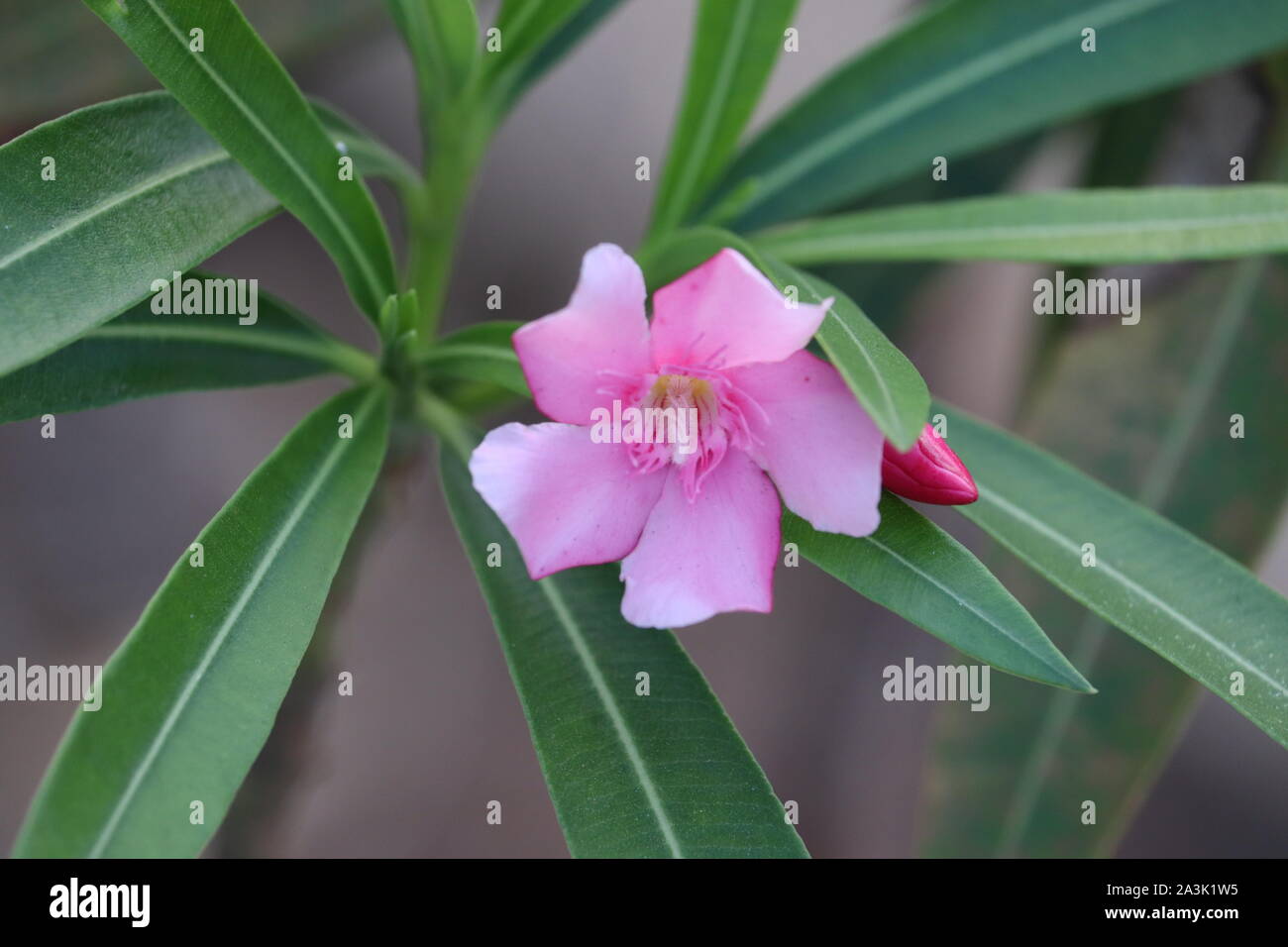 Flowers of the Brazilian flora. Exotic, wild, cerrado, gardens ...