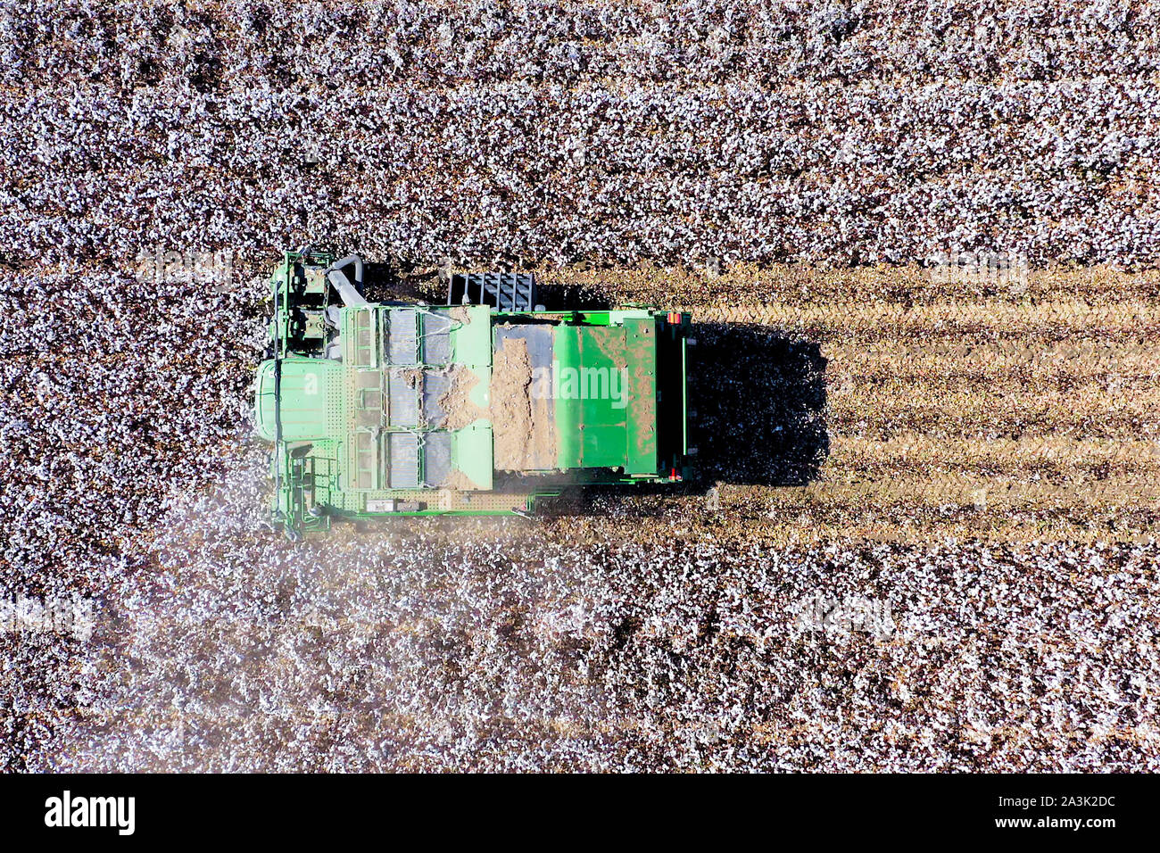 Top down aerial image of a Large Cotton picker harvesting a field Stock ...