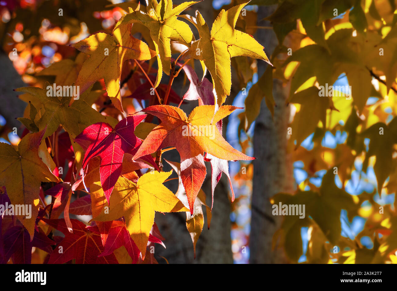 Liquidambar styraciflua autumn hi-res stock photography and images - Alamy