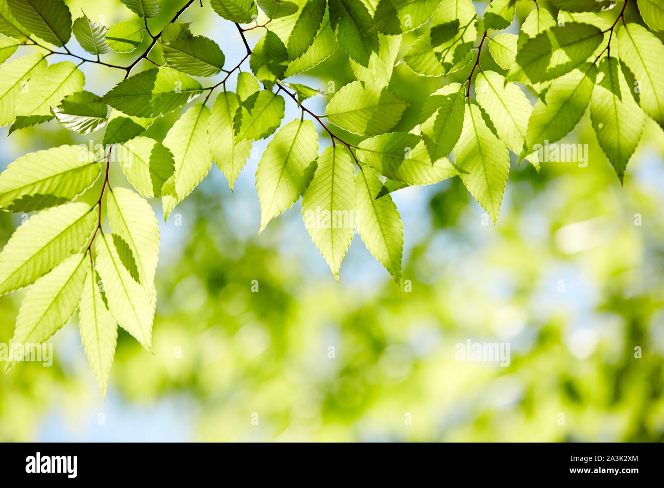 A fresh leaf image Stock Photo - Alamy
