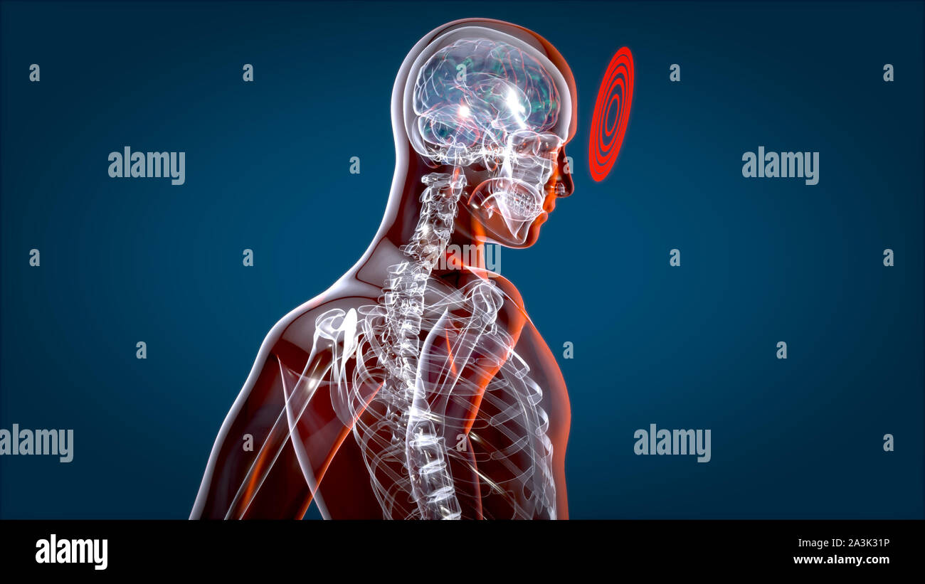 Human and brain xray, human anatomy, 3D Illustration Stock Photo - Alamy